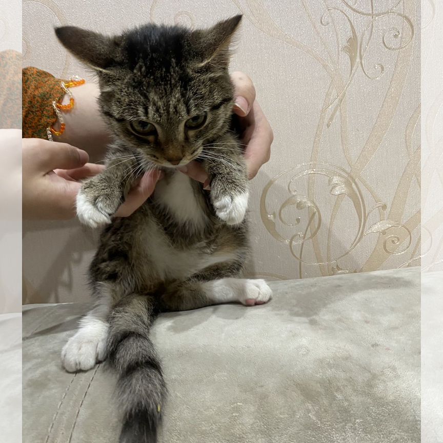 Европейский короткошёрстный котёнок