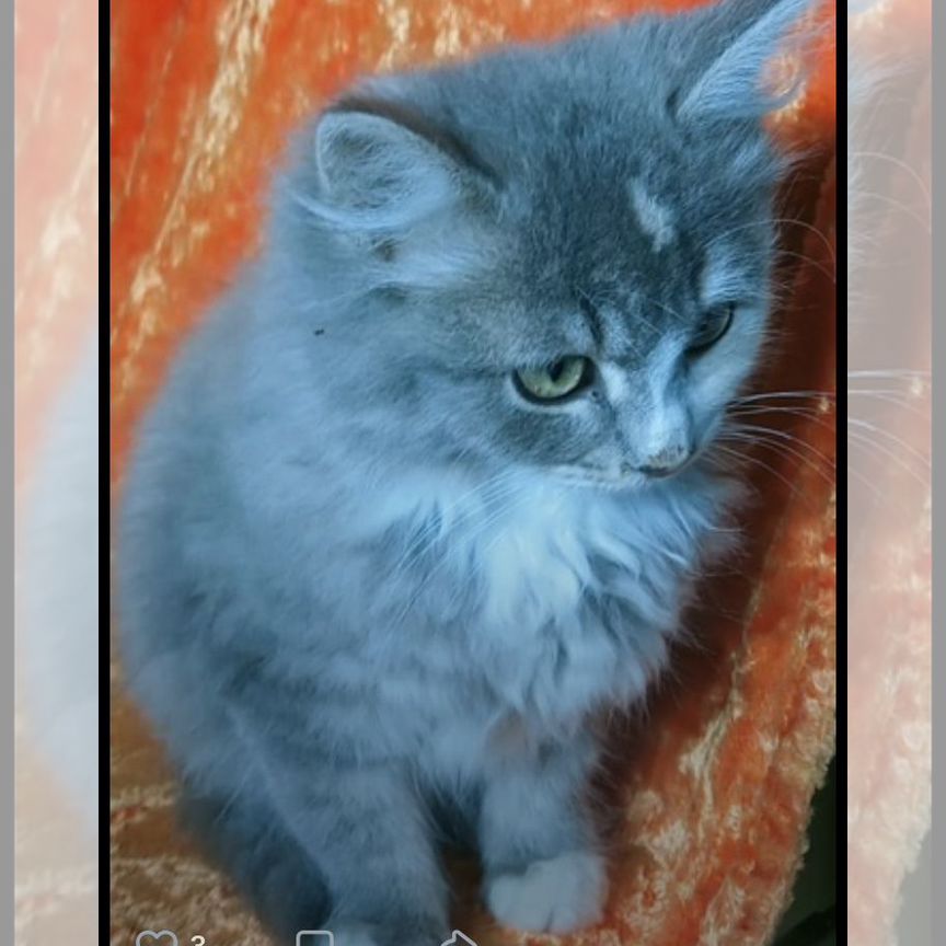 Серебристая девочка котенок