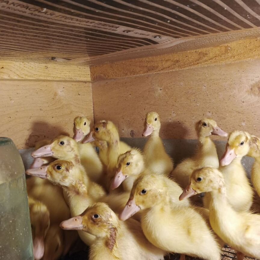 Утята подрощенные