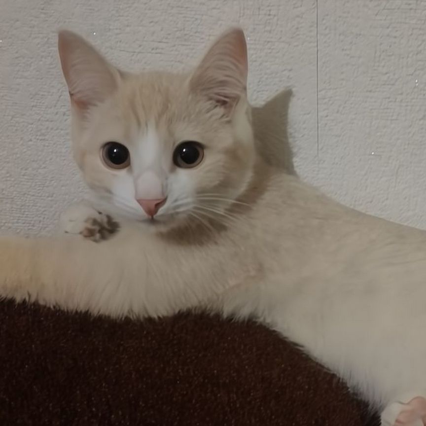 Взрослый кот в добрые руки