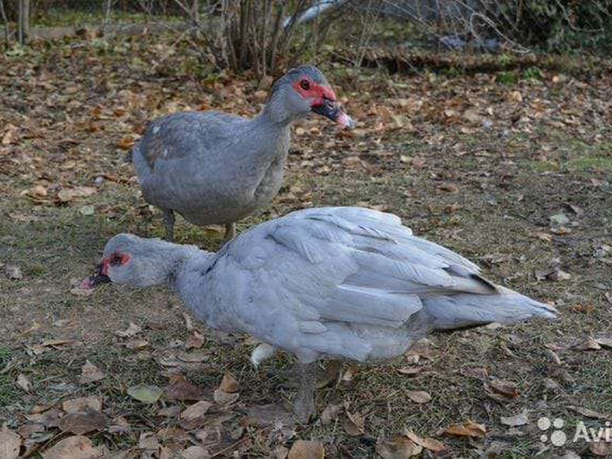 Мускусные утки