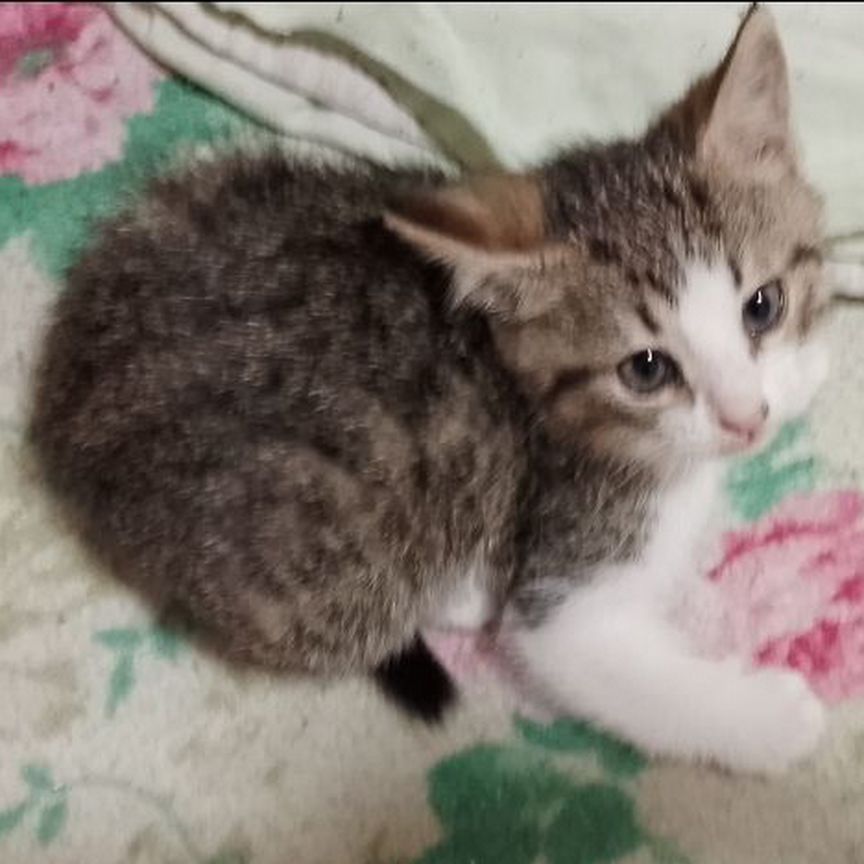 Котик в добрые руки