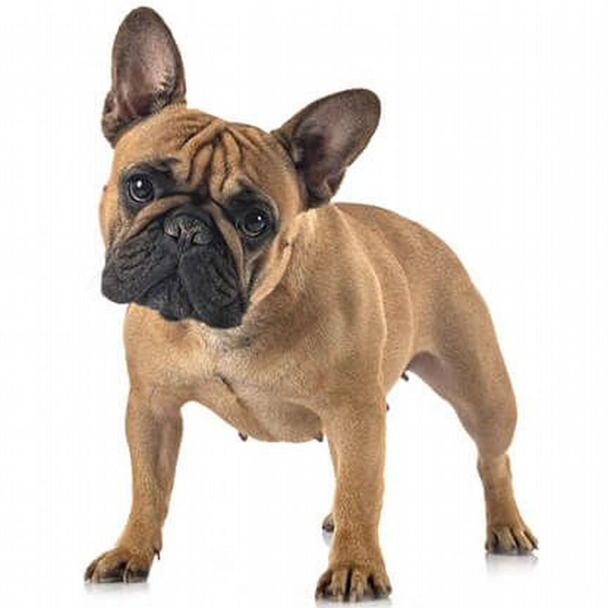 Французский бульдог, взрослая собака