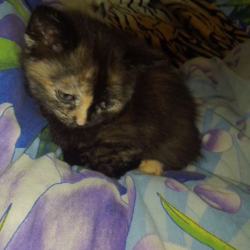 Котята в добрые руки бесплатно