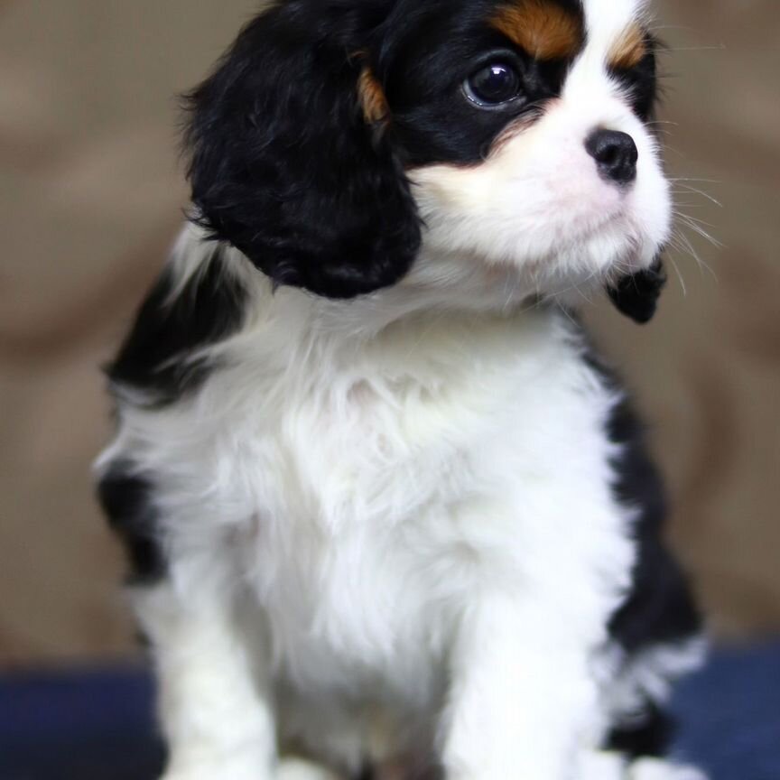 Кавалер кинг-чарльз-спаниель, щенок