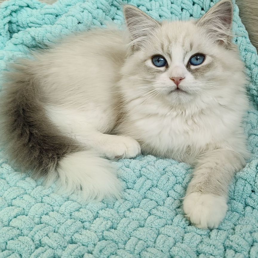 Невский маскарадный котёнок