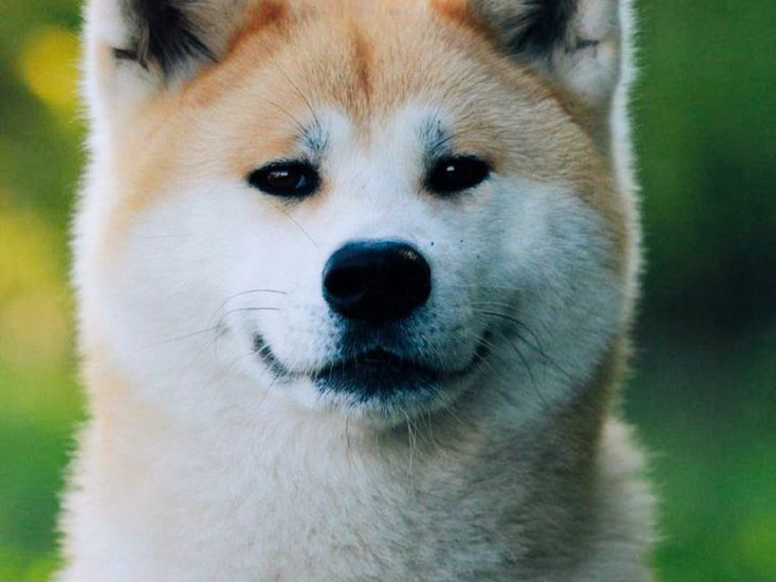 Щенки акита ину