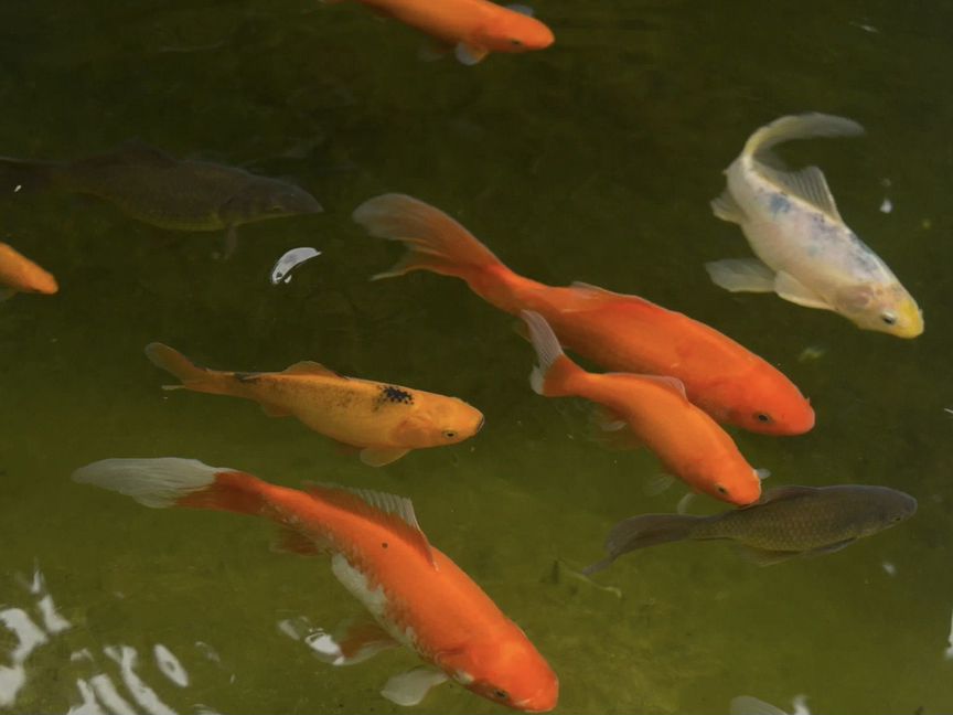 Рыба рыбки для пруда и аквариума кои карп