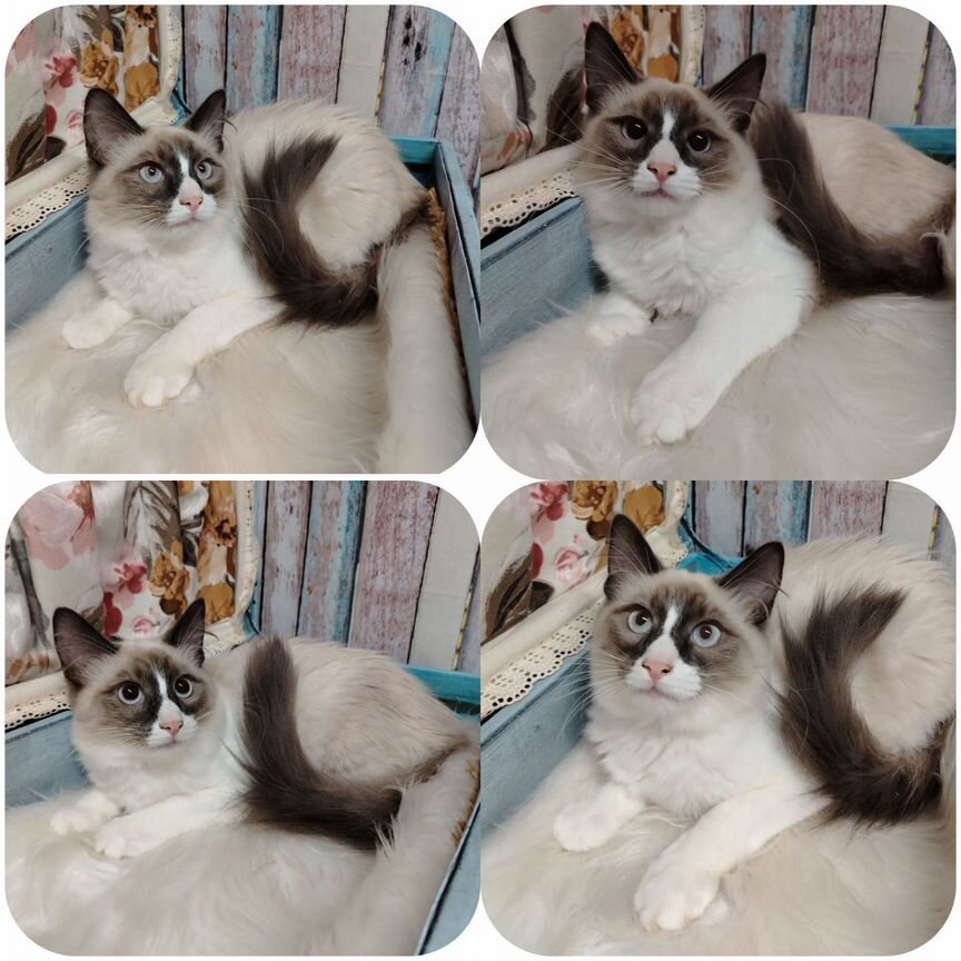 Рэгдолл котёнок