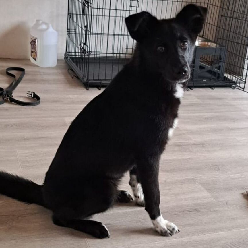 Щенок в добрые руки