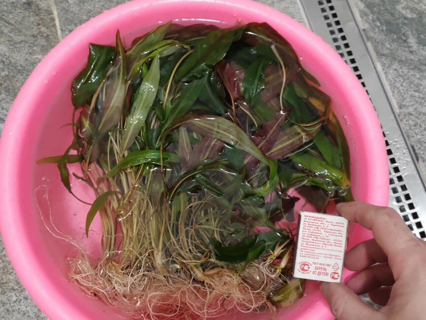 Криптокарина