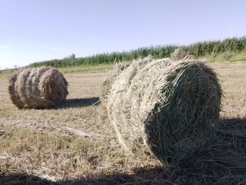 Сена зелёный камыш