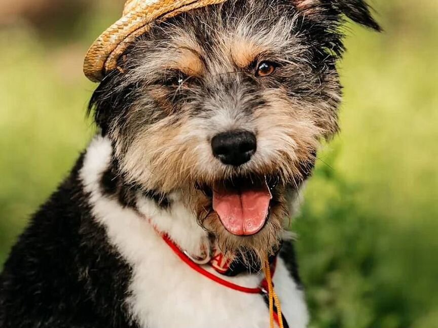 Небольшая собака в добрые руки