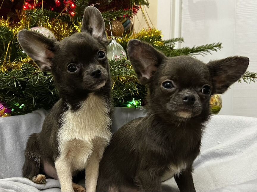 Голубые мальчики супермини и мелкий стандарт