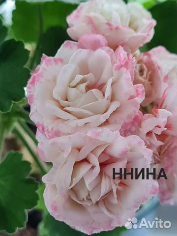 Denise Sutarve пеларгония купить в Московском | Товары для дома и дачи ...