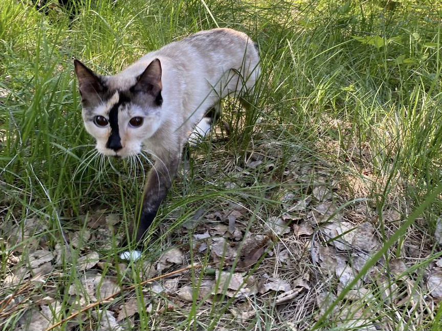 Кошки бесплатно