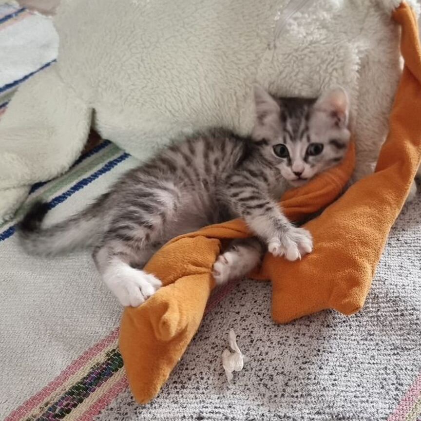Котёнок в добрые руки