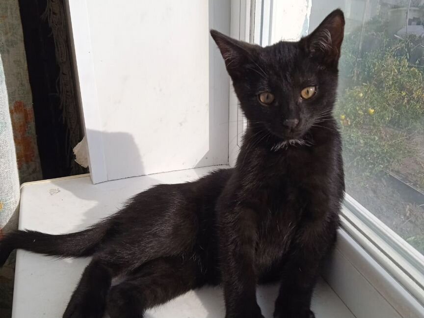 Чёрные котята 4 месяца