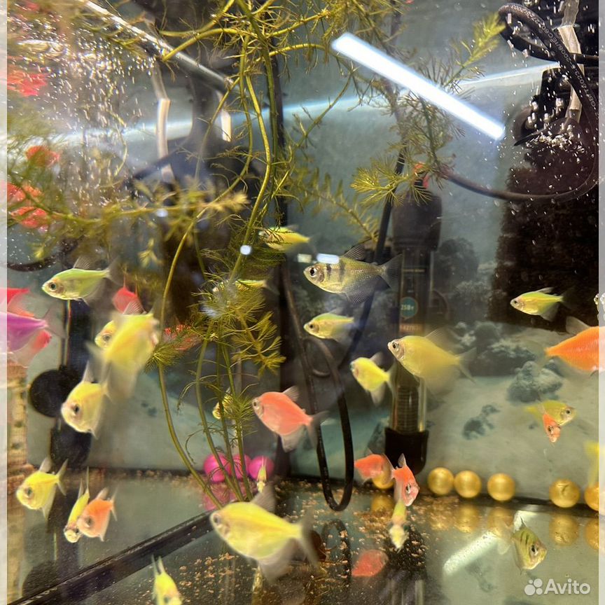 Аквариумные рыбки