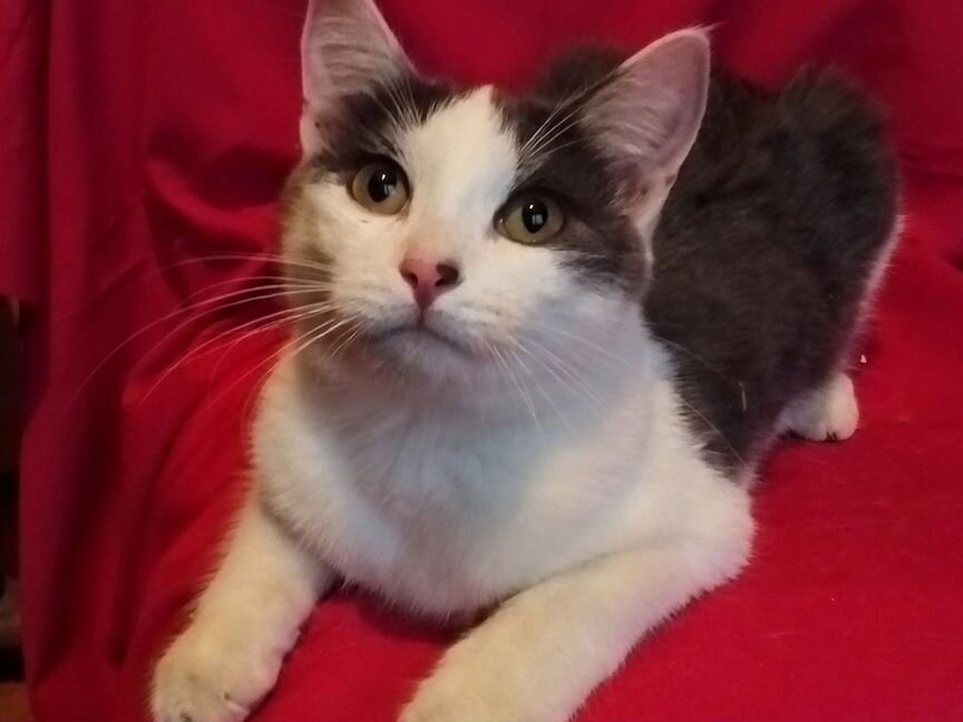 Котёнок Май