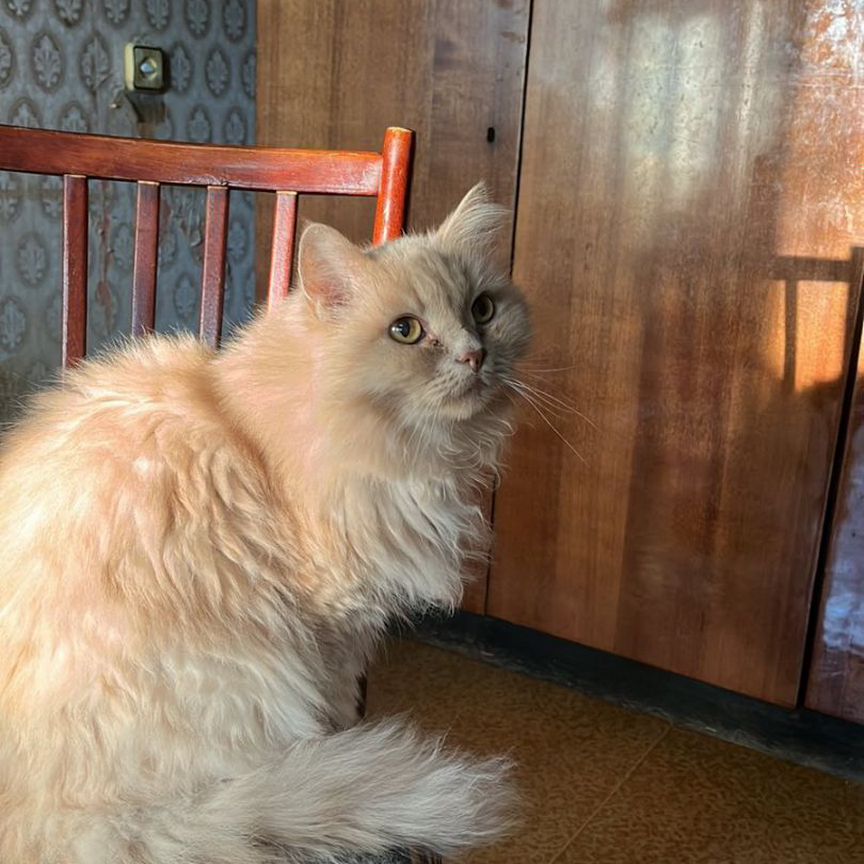 Котик в добрые руки