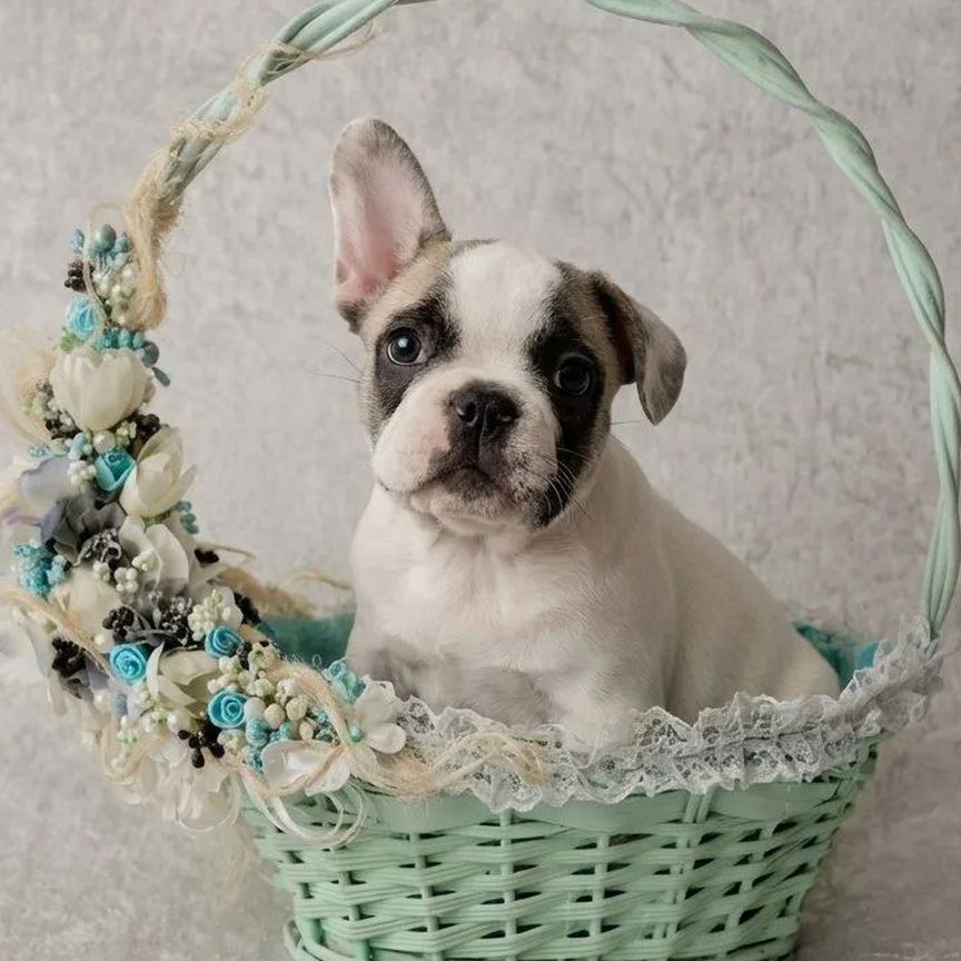 Французский бульдог, щенок