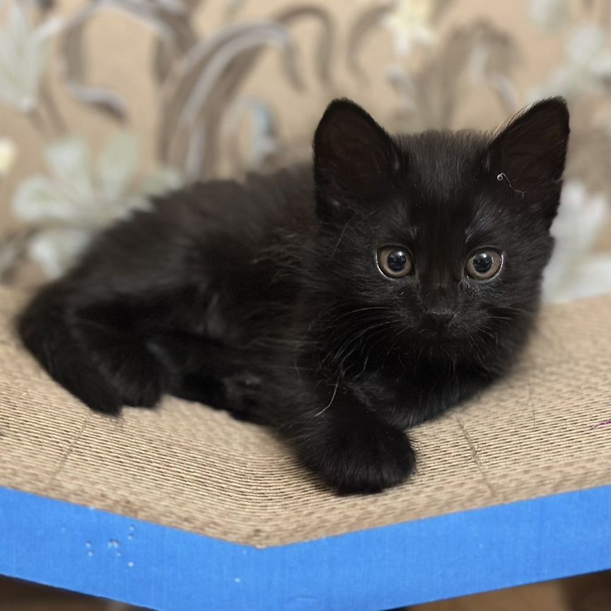 Котенок Лакки