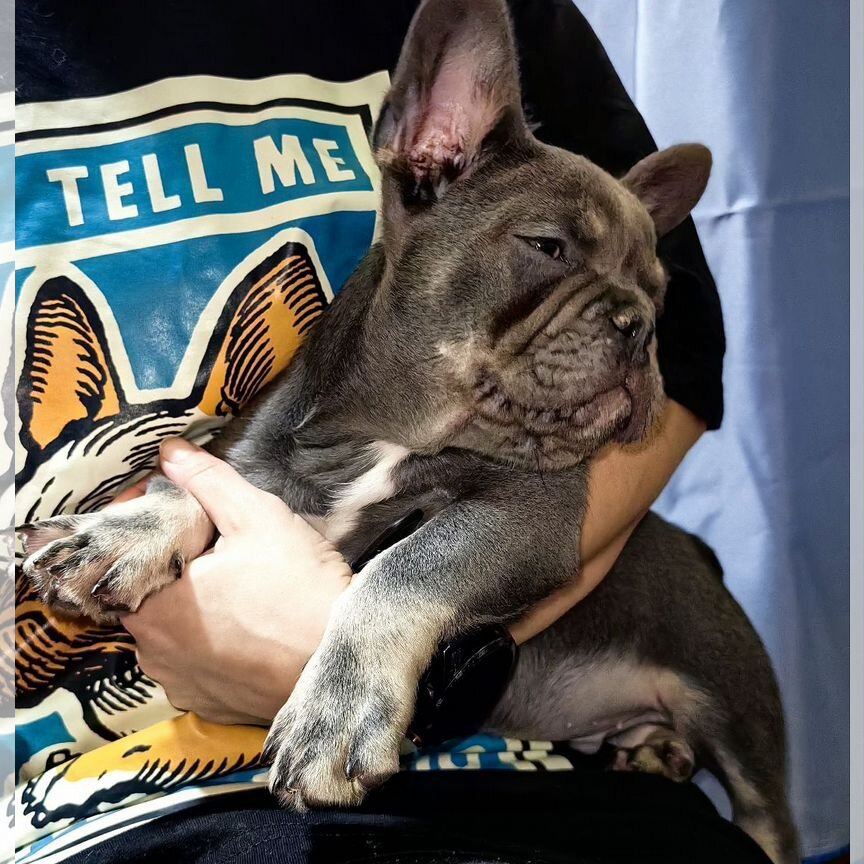 Французский бульдог