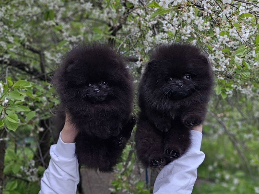 Шикарные чёрные девочка и мальчик