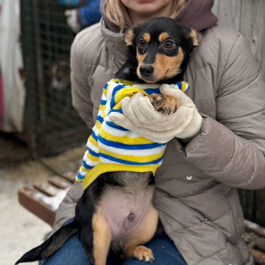 Щенок в добрые руки