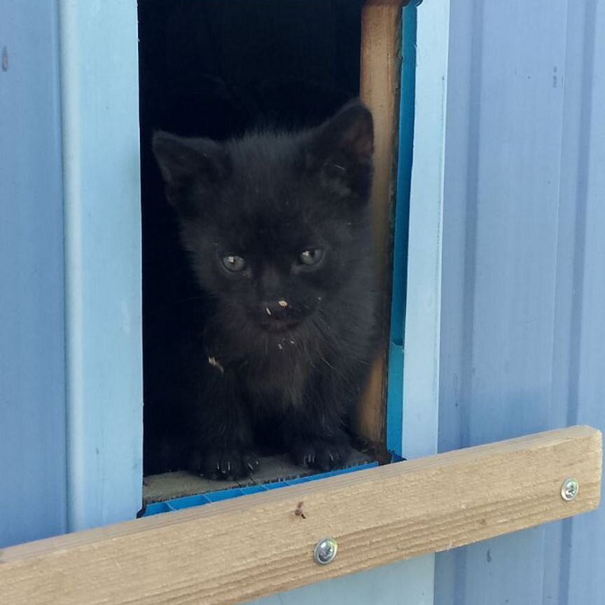 Котята умные и красивые на отдачу