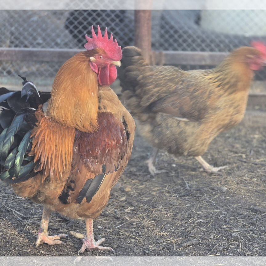 Петух породы Кучинская Юбилейная