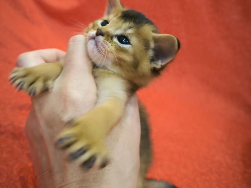 Абиссинские котята мальчики