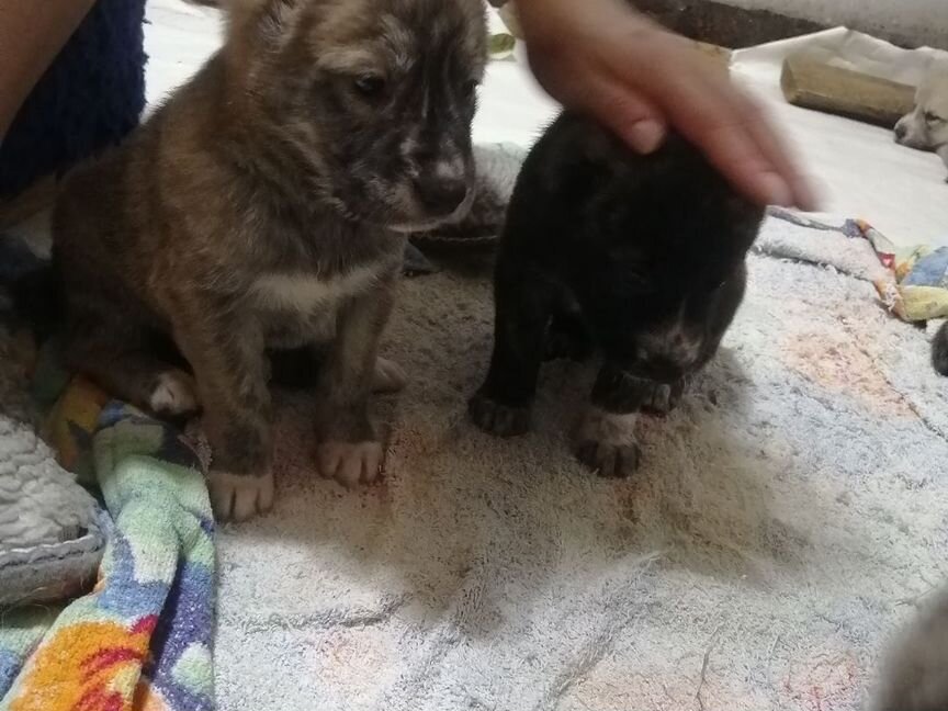 Щенки алабая