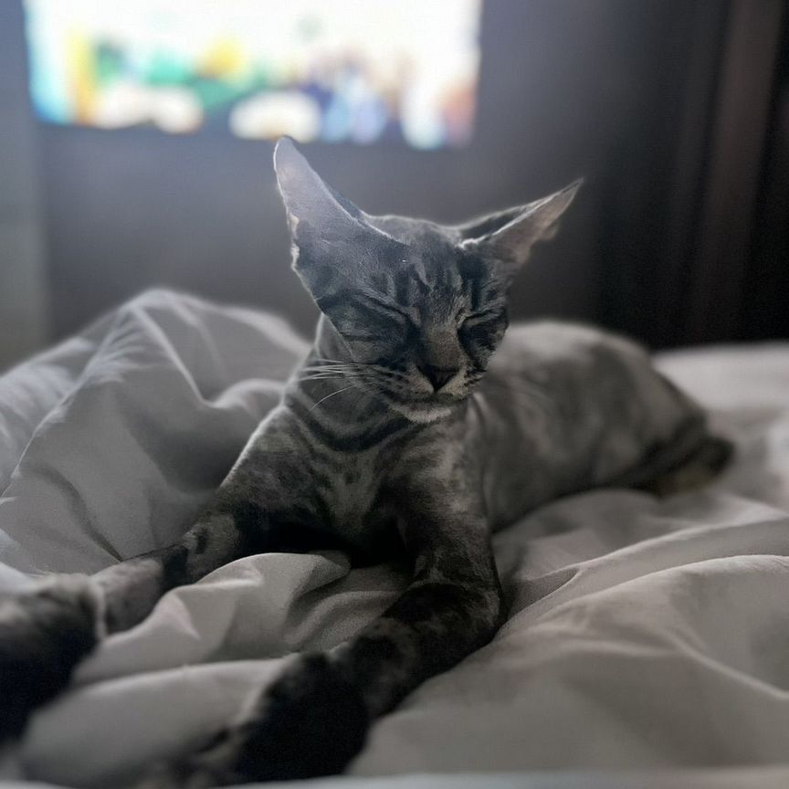 Кошка мейкун