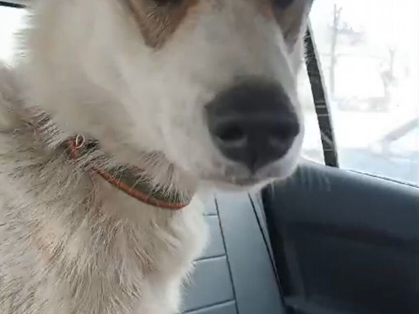 Молодая лйка в добрые руки