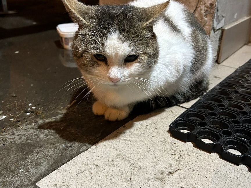 Красивая кошка мёрзнет на улице