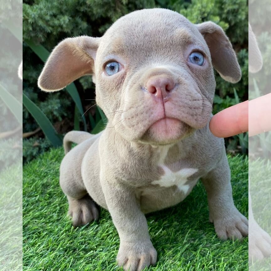 Лиловые красавицы ам були