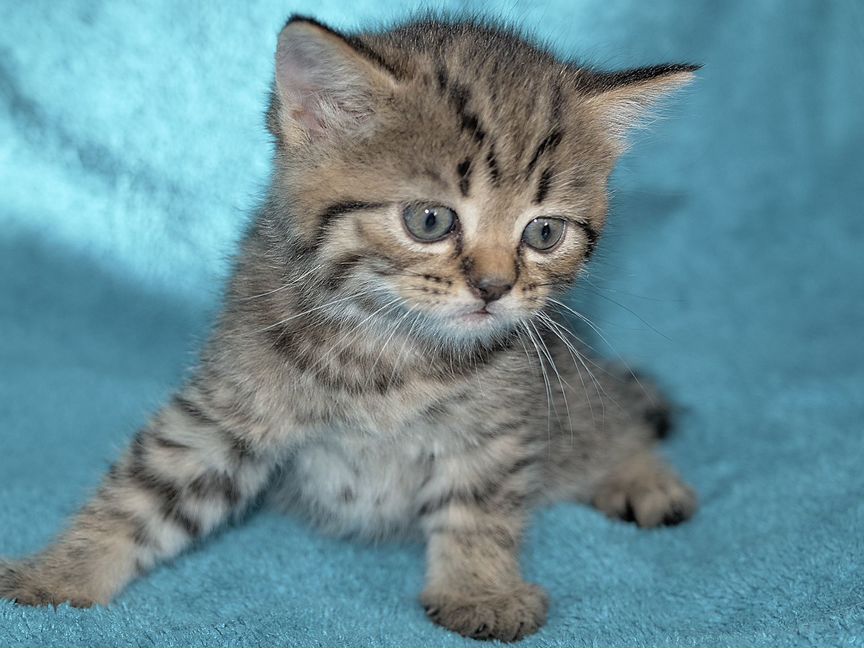 Шотландские прямоухие котята