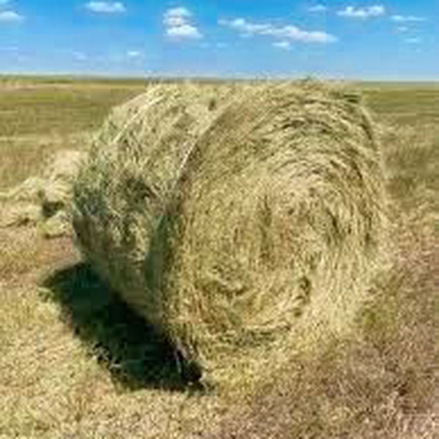 Сено в рулонах