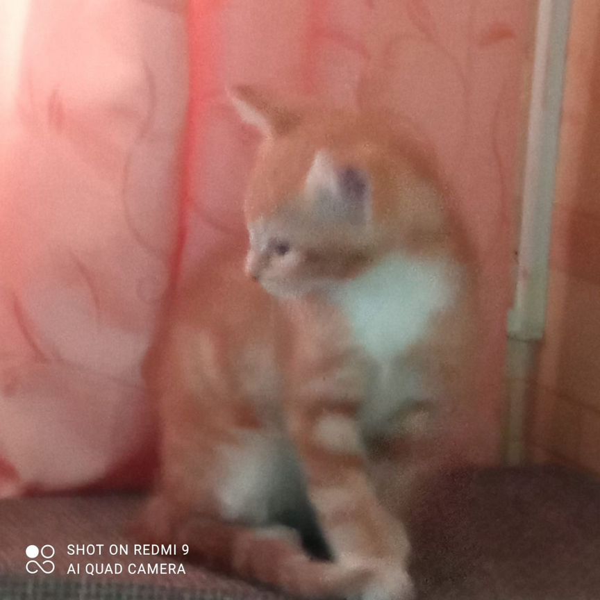 Рыжий котенок в добрые руки