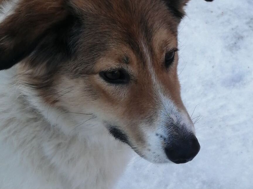 Фенотип Колли
