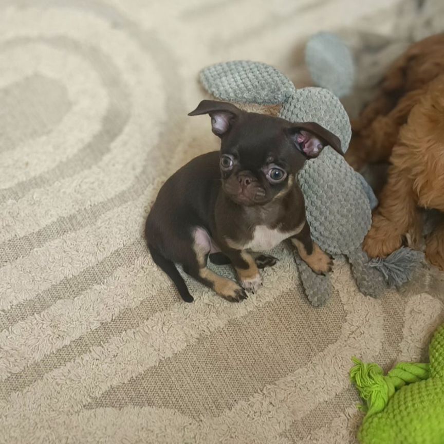 Чихуахуа, щенок