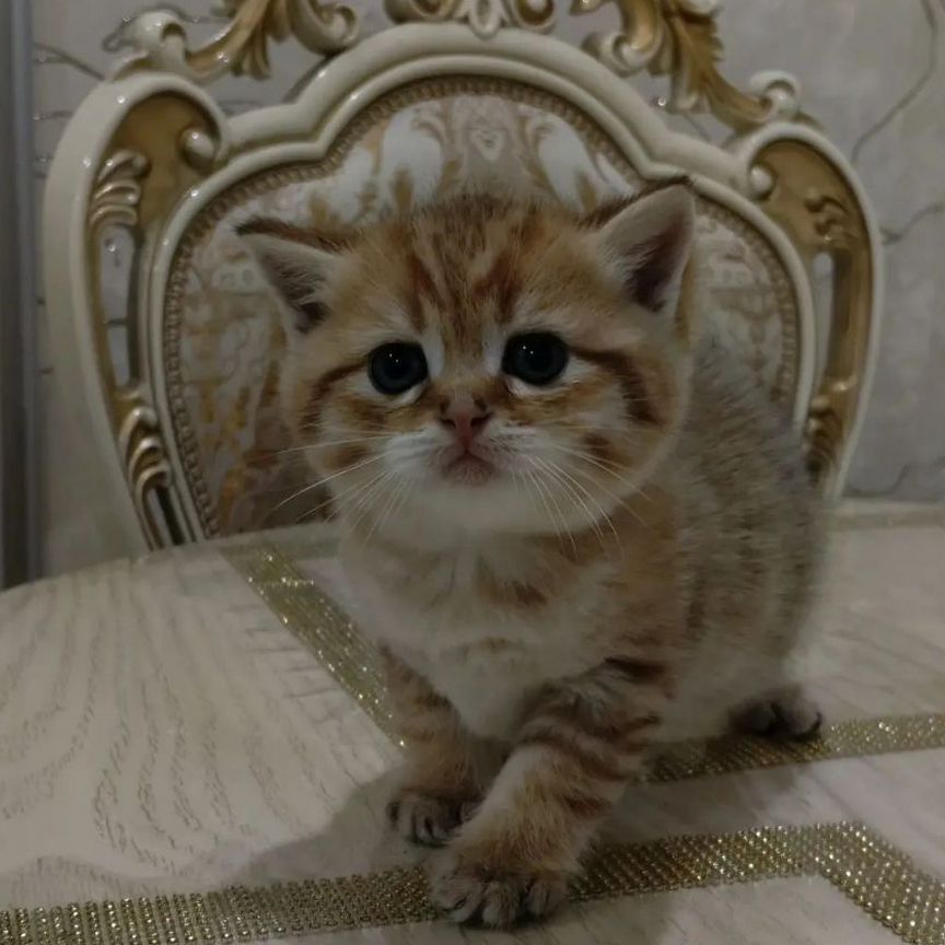 Британский короткошёрстный котёнок