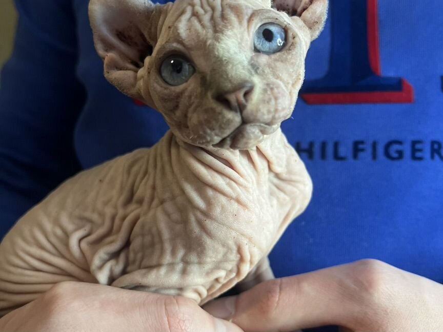 Котята Эльф