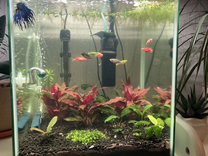Аквариум с рыбками бу