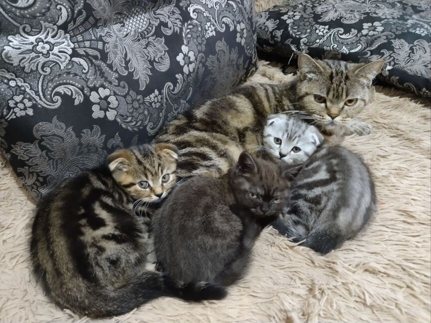 Шотландские котята