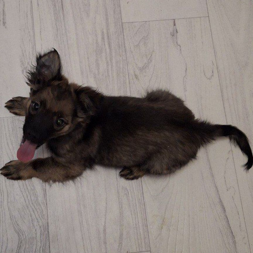 Щенок в добрые руки