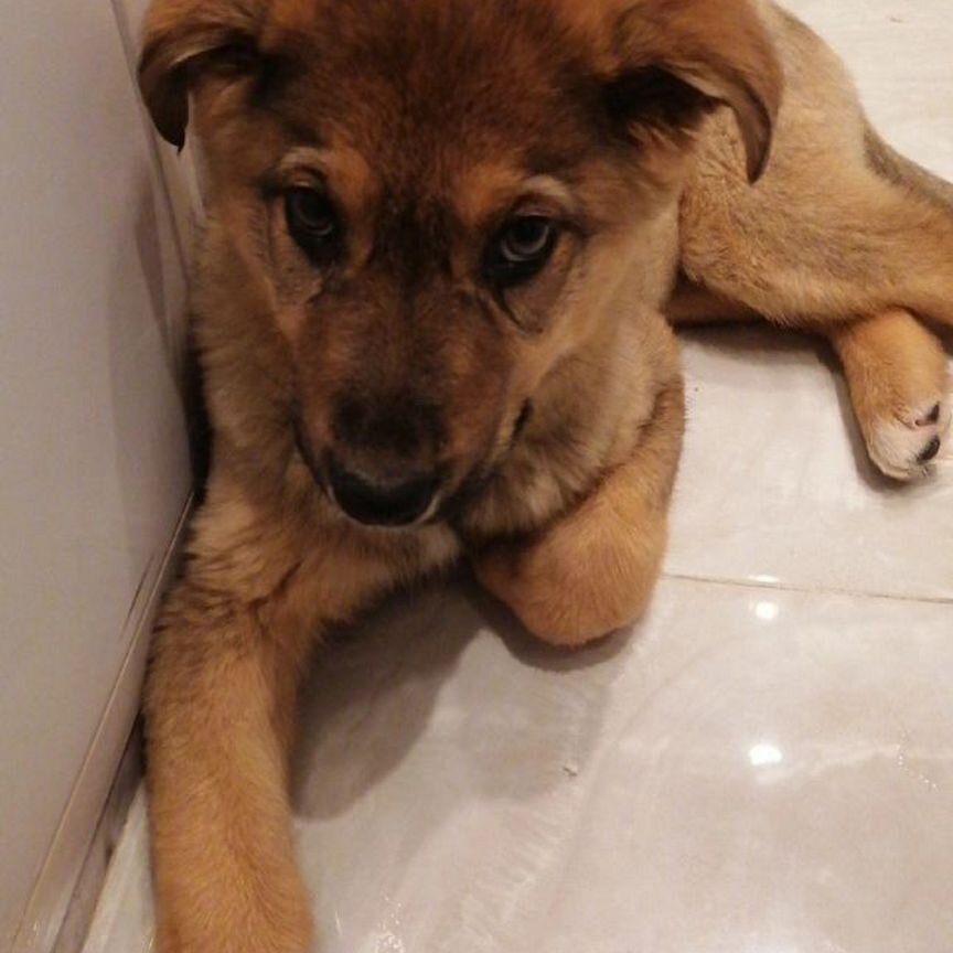 Собака в добрые руки отдам бесплатно