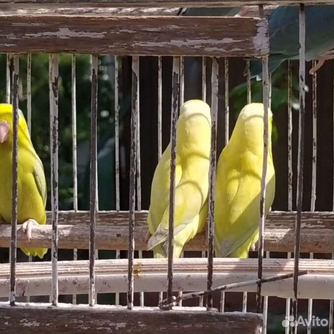 Воробьиные попугаи